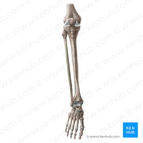 Fibula: Anatomy, bone landmarks and clinical aspects | Kenhub