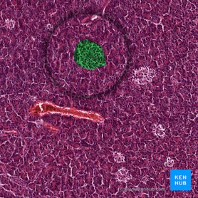 Pancreas histology: Exocrine & endocrine parts, function | Kenhub