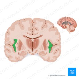 Insula: Anatomy, function, connections, clinical points | Kenhub
