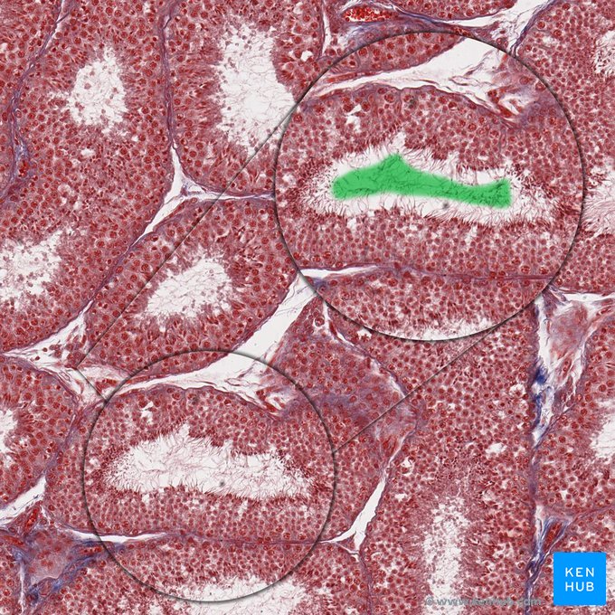 Espermatozoides: Anatomia e função | Kenhub