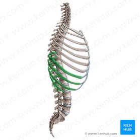 False ribs: anatomy and function | Kenhub