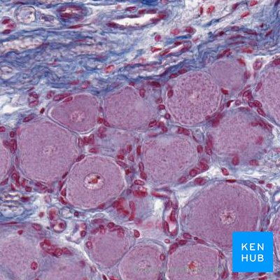 Histologie: Nervengewebe | Kenhub
