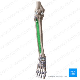 Extensor hallucis longus: Attachments, innervation,action | Kenhub