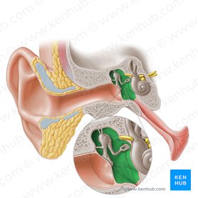 Tensor tympani: Origin, insertion and function | Kenhub