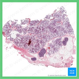 Glândula parótida:Definição, anatomia, função e inervação | Kenhub