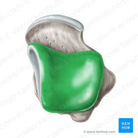 Talus - Anatomie, Sprunggelenke & Klinik | Kenhub