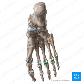 Metatarsophalangeal (MTP) joints: Bones, movements, musc | Kenhub