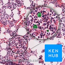 Megakaryocyte: Anatomy and function | Kenhub