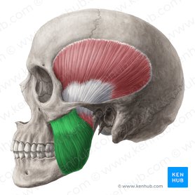 Masseter muscle: Anatomy, origin, insertion, function | Kenhub