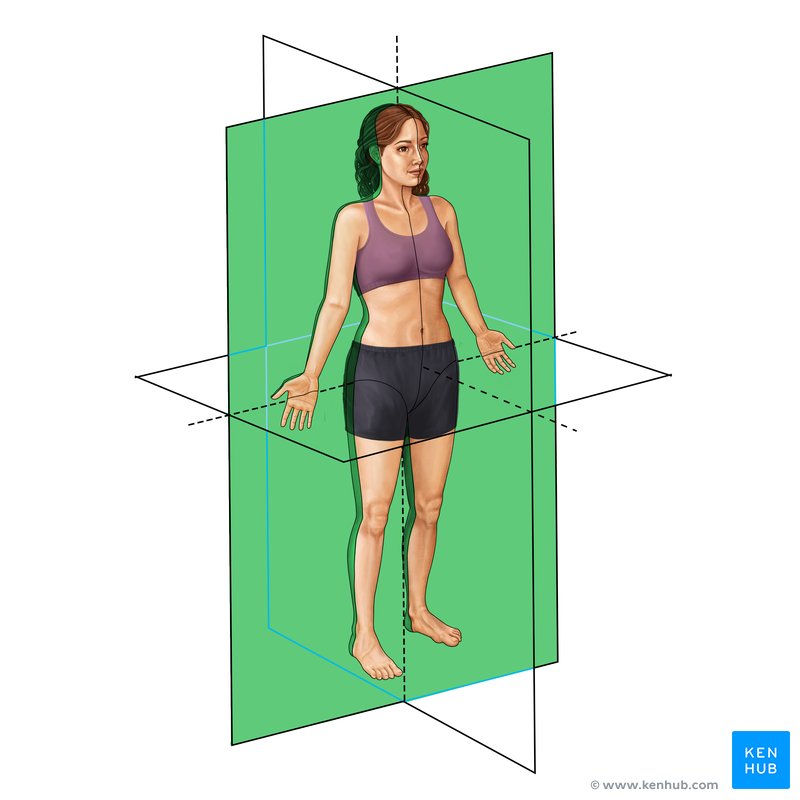Coronal plane: Definition and examples | Kenhub