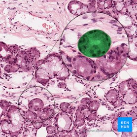 Histologie - Überblick zu Zellen, Geweben und Techniken | Kenhub
