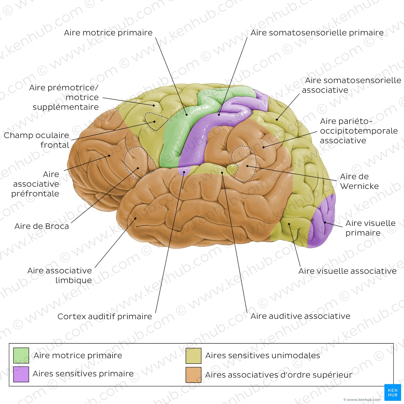 Cerveau Et Cortex Cérébral Anatomie Et Fonction - Kenhub - Pharmacologie