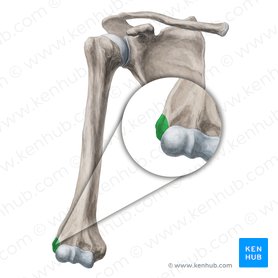 Anconeus muscle: Origin, insertion, innervation, function | Kenhub