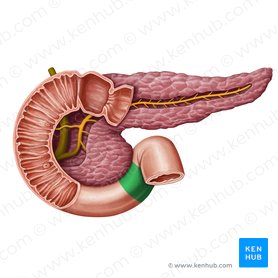 Duodenum: Anatomy, histology, composition, functions | Kenhub