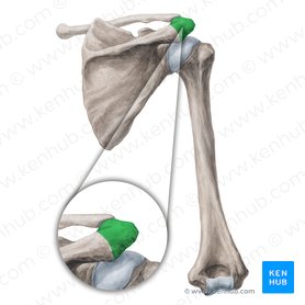 Trapezius muscle: Anatomy, origins, insertions, actions | Kenhub