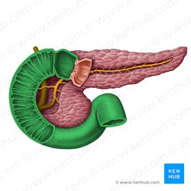 Small intestine: Blood supply and innervation | Kenhub
