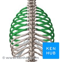 True ribs: Anatomy, structure and function | Kenhub