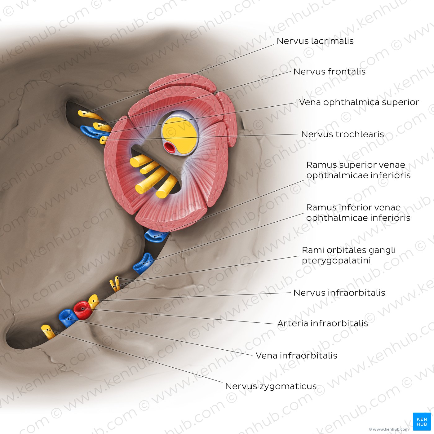 Orbita (Augenhöhle): Anatomie, Öffnungen und Fraktur | Kenhub