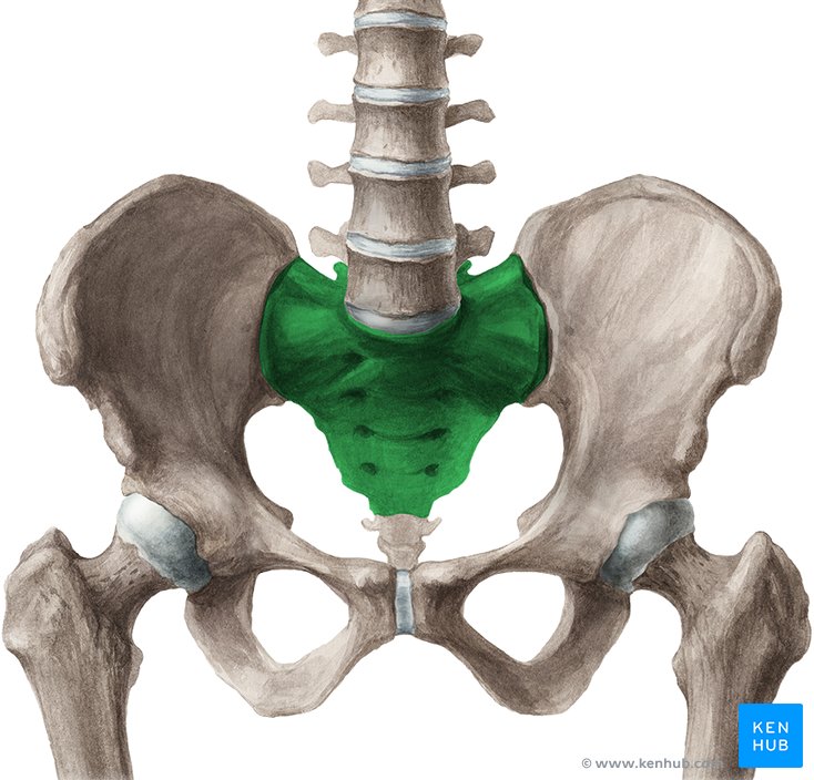 Kreuzbein (Os sacrum): Anatomie, Aufbau, Bänder & Gelenke | Kenhub