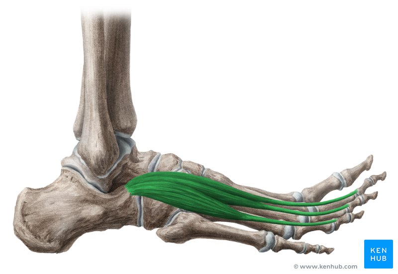 Extensor digitorum brevis: Attachments, function | Kenhub