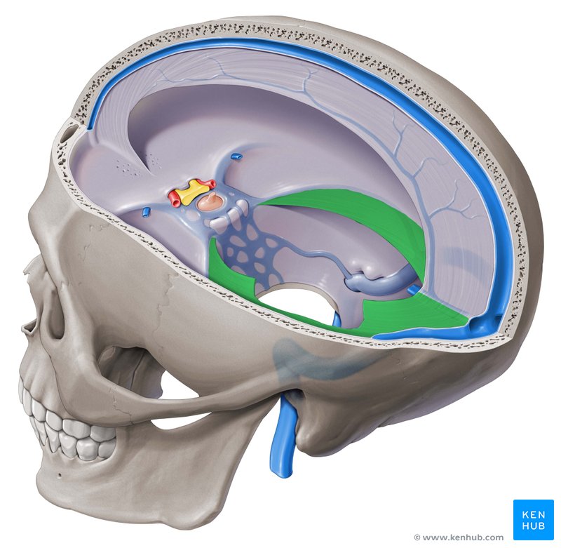 Tentorium Cerebelli SNEAK PEAK: Revamped Dura Folds | Complete Anatomy