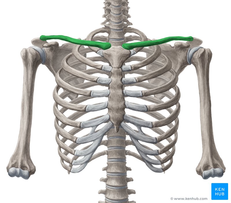 Clavícula: Anatomía, articulaciones, fracturas | Kenhub