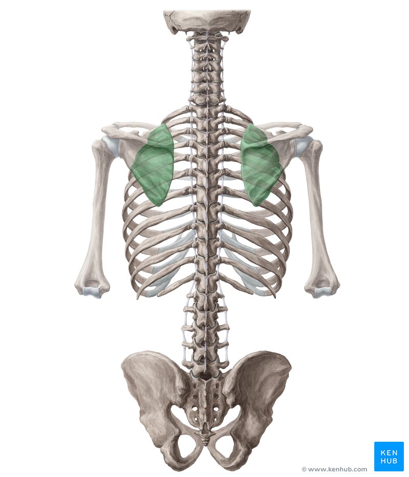 scapulothoracic articulation bones