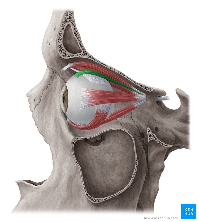 Musculus rectus superior: Anatomie, Verlauf, Funktion | Kenhub