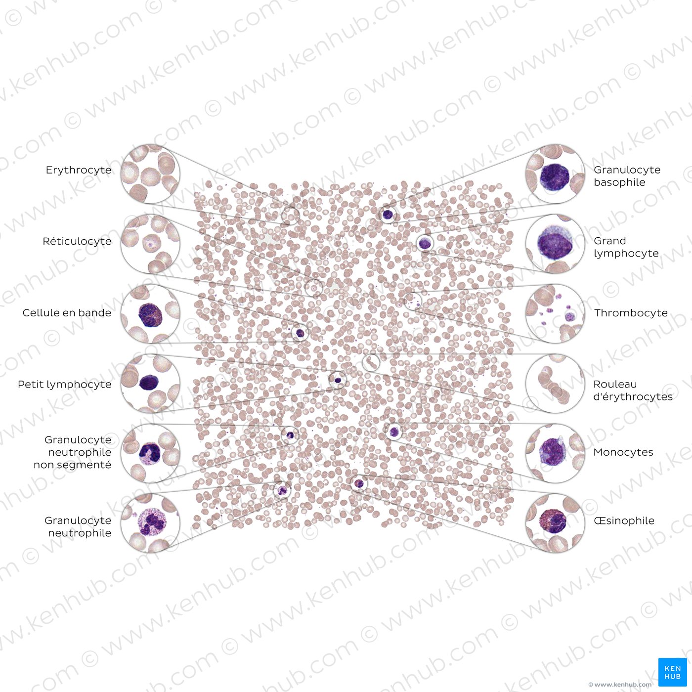 Sang : Composition et fonctions | Kenhub