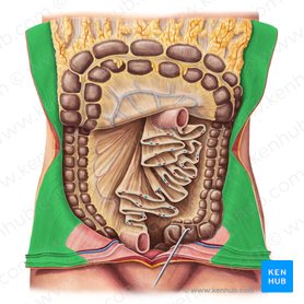Peritoneum parietale - Anatomie und Klinik | Kenhub