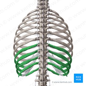 Costelas: anatomia, ligamentos e notas clínicas | Kenhub