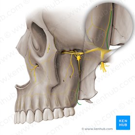 Palate: Anatomy, innervation, blood supply, and function | Kenhub