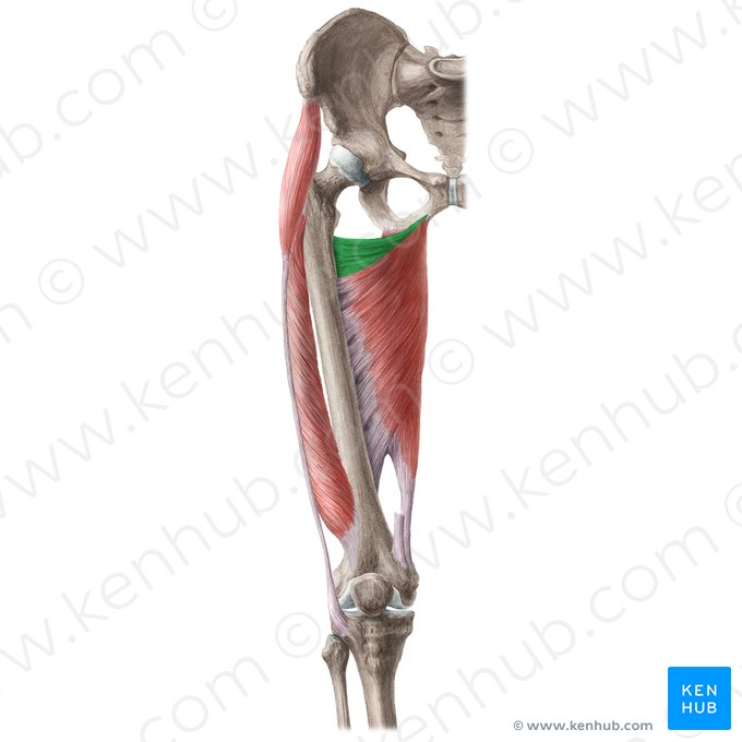 Musculos Abdutores Do Quadril
