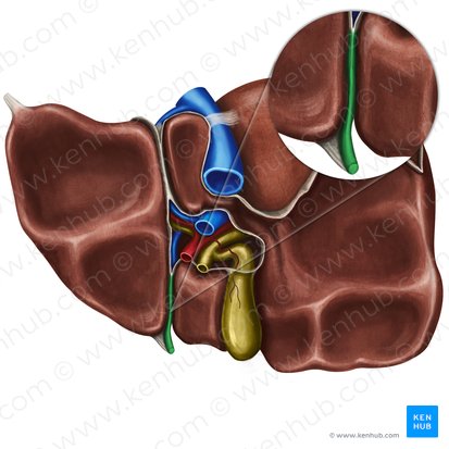 Round Ligament Of Liver