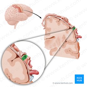 Motor cortex: Anatomy and function | Kenhub