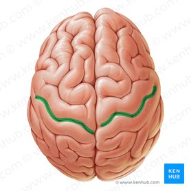 Central sulcus: Anatomy, location and contents | Kenhub