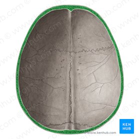 Calvaria: Anatomy, bones and sutures | Kenhub