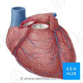 Coronary arteries and cardiac veins: Anatomy and branches | Kenhub