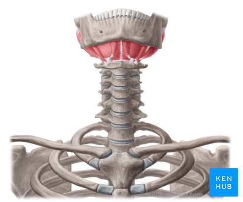 suprahyoid muscles function