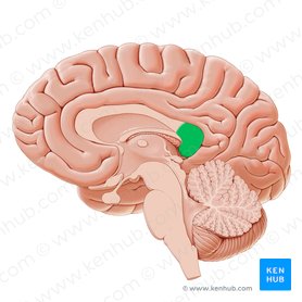 Commissural pathways: Anatomy and function | Kenhub
