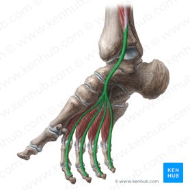 Quadratus plantae: Origin, insertion, innervation, action | Kenhub