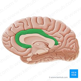 Limbic system: Anatomy | Kenhub