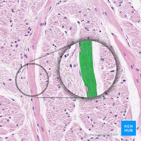 Skeletal muscle tissue: Histology | Kenhub