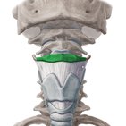 Video: Suprahyoidale Muskulatur | Kenhub