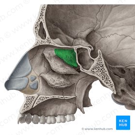 Lateral wall of the nasal cavity: Anatomy and diagrams | Kenhub