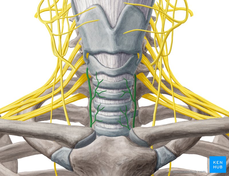 Recurrent laryngeal nerve: anatomy | Kenhub