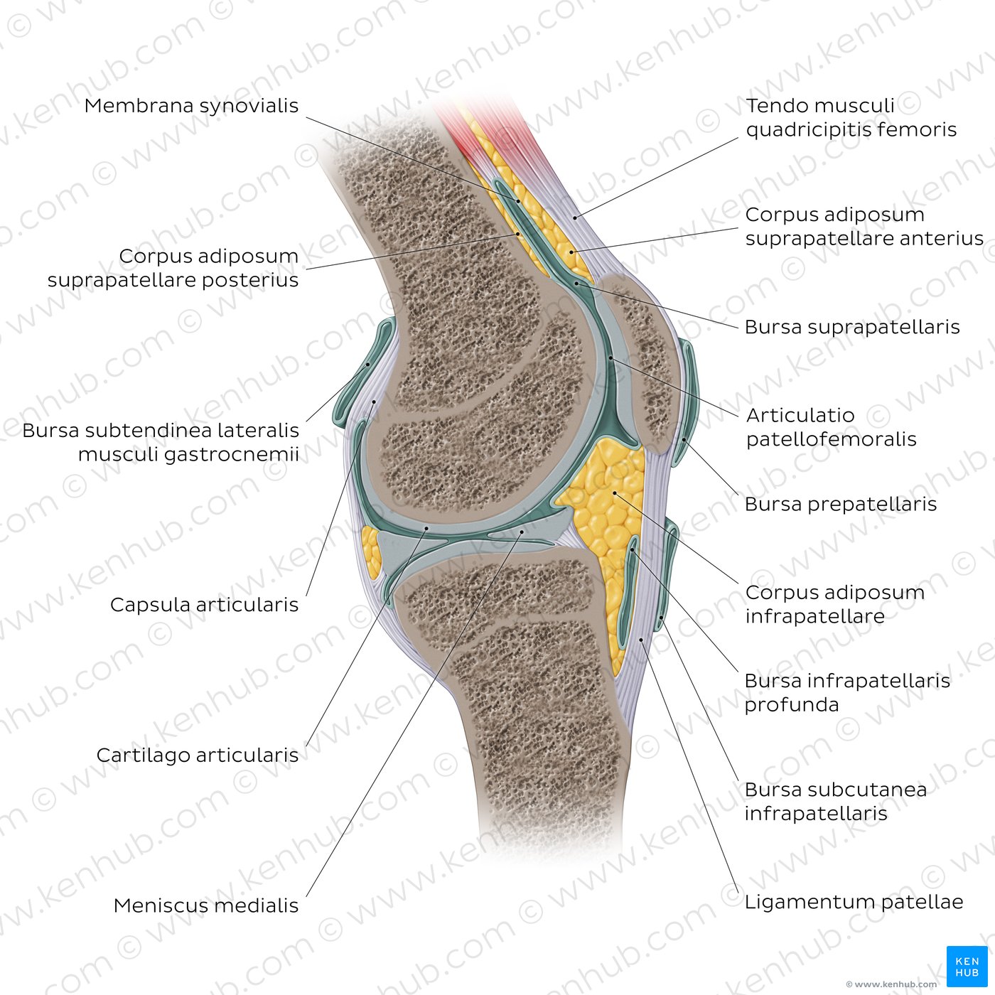 Kniegelenk: Anatomie, Aufbau und Funktion | Kenhub