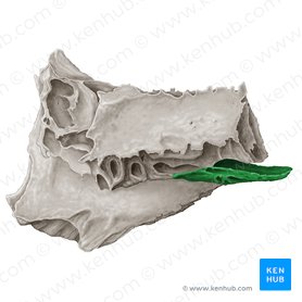 Nasal conchae: Anatomy, structure and function | Kenhub