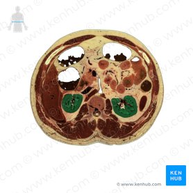 Rim - Anatomia, Localização, Estrutura e Função | Kenhub