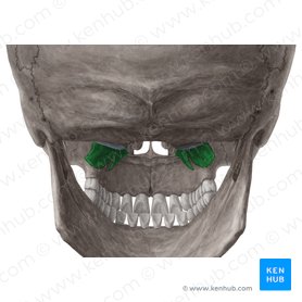 Posterior and lateral views of the skull: Anatomy | Kenhub